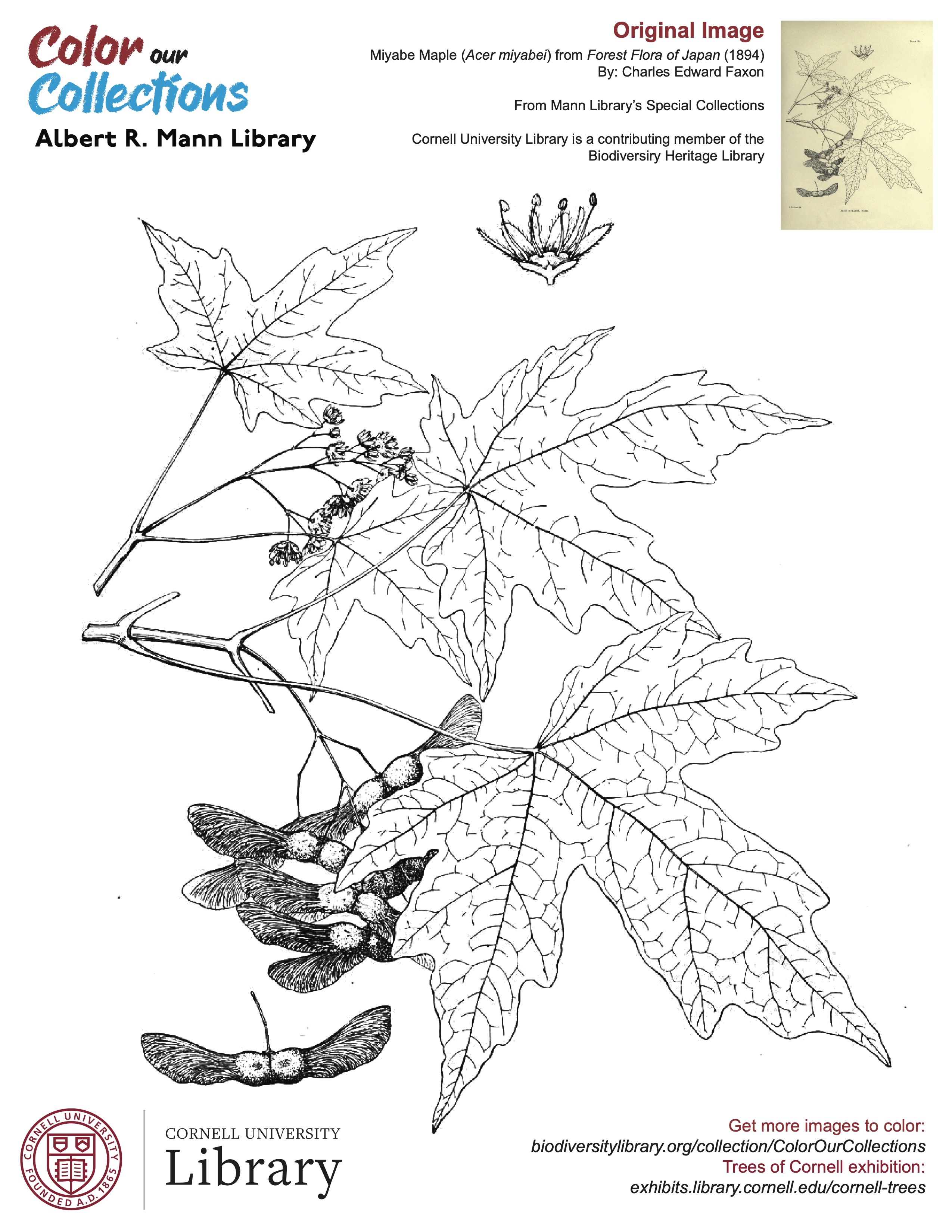 Free Colouring Pages for Art Lessons – The Art Teacher